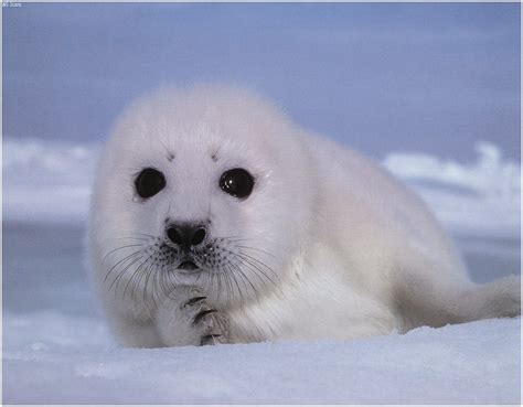 Leopard Seals Pups