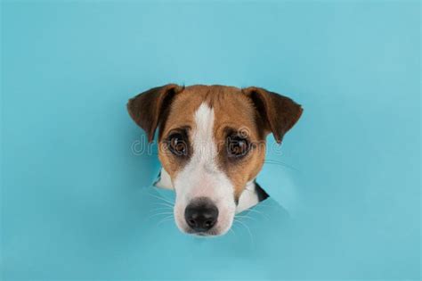Funny Dog Muzzle Jack Russell Terrier Sticks Out Of A Hole In A Blue