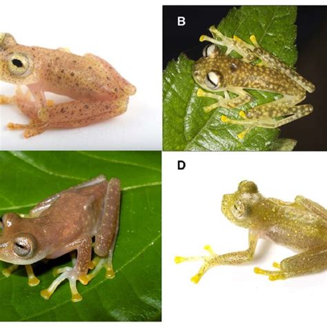 Pdf A New Yellow Species Of Glassfrog Centrolenidae Nymphargus