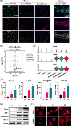 Runx2 Activates Hepatic Stellate Cells To Promote Liver Fibrosis Via Transcriptionally