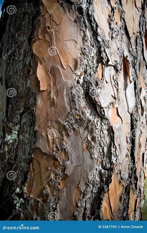 Bark Of Pine Tree Stock Image Image Of Tall Bark Wild 5367703