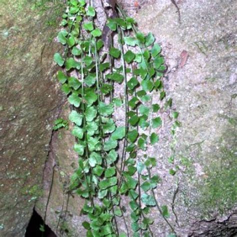 Necklace Fern Asplenium Flabellifolium Plant Care And How To Grow Water