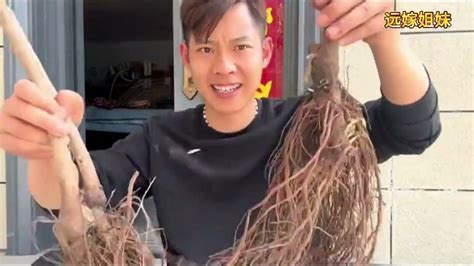 四川偏远农村打造理想果园，花高价买苗子【二婚远嫁姐妹】 Youtube