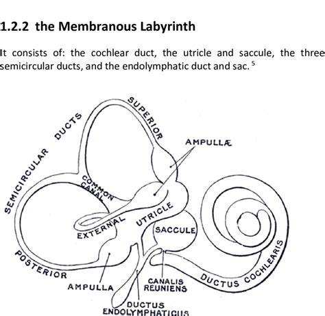 3 The Membranous Labyranth 1 Cochlear Duct Also Called Membranous