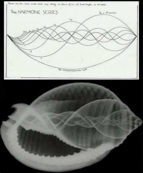 Top Harmonic Series Bottom Photo Of A Shell Reminded Me Of Rhythms