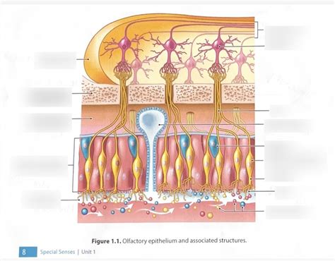 Olfactory Epithelium Diagram Quizlet
