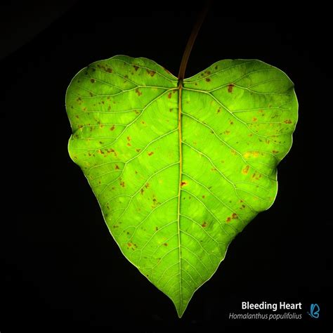 The Bleeding Heart Tree Australian Butterfly Sanctuary Facebook