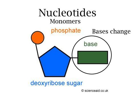 Dna And Replication Ppt Download