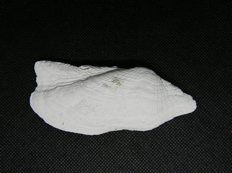 Sea Shell Specimen Bivalvia Jurassic James