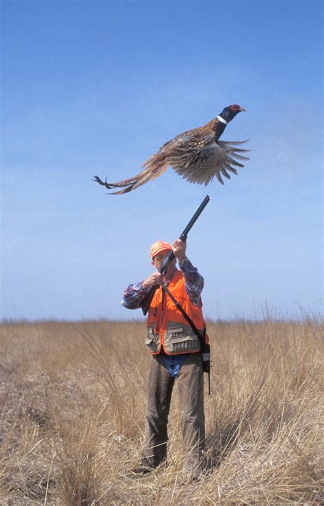 Hunt Free Images At Clker Vector Clip Art Online Royalty Free