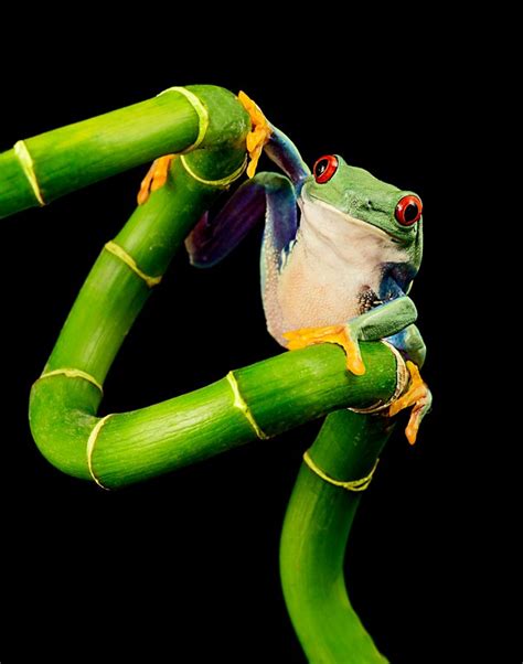 Red Eyed Green Tree Frog Lisa And Tom Cuchara