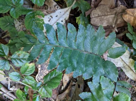 Hymenasplenium Excisum Ferns And Lycophytes Of The World