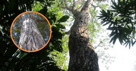 El Cedro El árbol De La Selva Tropical Que Combate La Diarrea Calma