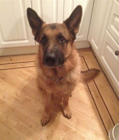 Barney German Shepherd Rescue Elite