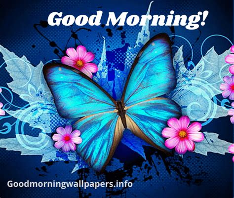 200 Good Morning Butterfly Images Hd Butterfly Photos With Quotes
