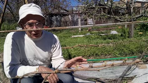 Зеленые побеги виноградного куста Youtube