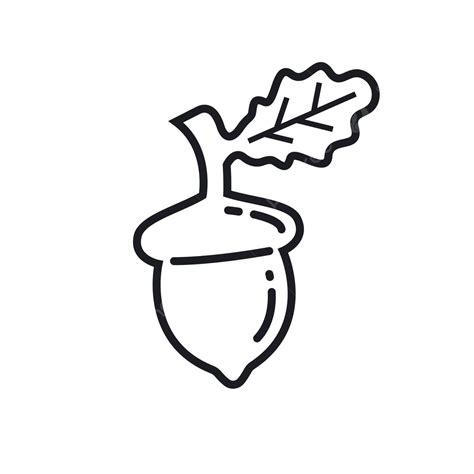 Oak Acorn Line Vector Illustration Concept Design Nuts Acorn Silhouette