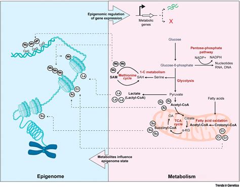 Epigenomemetabolism Nexus In The Retina Implications For Aging And
