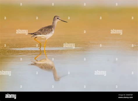 Lesser Yellowlegs Tringa Flavipes Wading In Shallow Freshwater Pool