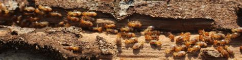 Termite Control In Duncanville Texas Local Termite Inspection