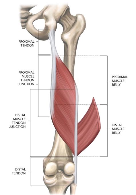 Sports Injury Bulletin Diagnose And Treat Intramuscular Hamstring