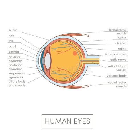 Human Eye Anatomy Stock Illustration Illustration Of Light 66046861