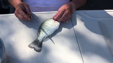 Crappie Fillet Demonstration Youtube