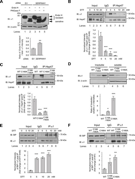 Hsp47 Promotes Biogenesis Of Multi Subunit Neuroreceptors In The