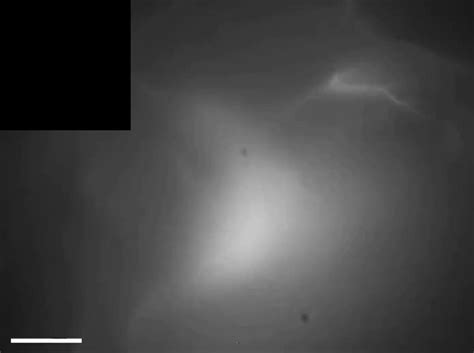 Contrast Polarity Specific Mapping Improves Efficiency Of Neuronal