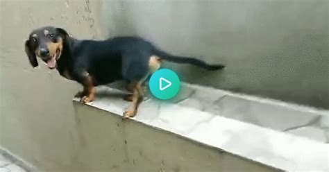 This Is The Cutest Thing Ever  On Imgur