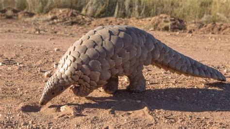 Pangolins Facts Characteristics Behavior Diet Habitat