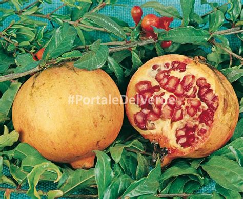 Melograno Punica Granatum Albero Da Frutto Per Clima Mite