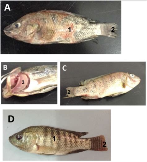 Infomina 5 Diseases Caused By Bacteria On Tilapia Red Tilapia