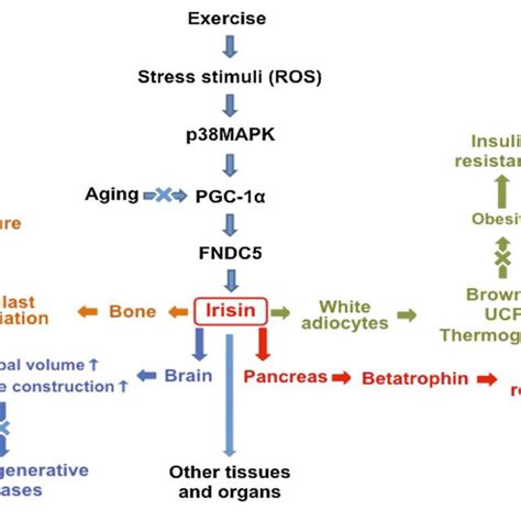 PDF A Review On The Role Of Irisin In Insulin Resistance And Type Diabetes Mellitus