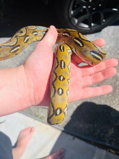 50 Philippine Sunfire Reticulated Python By Noshoulders Reticulated