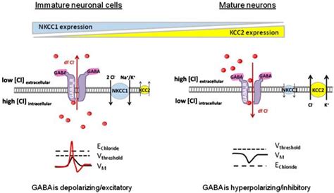 Using Sex Differences In The Developing Brain To Identify Nodes Of