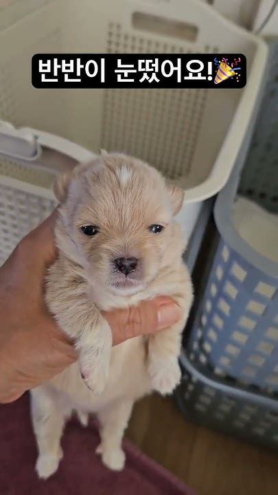 반반아처음보는세상은어때 눈뜨니더귀요미성주보호소강아지유기견입양유기견유기견입양방법반려견포인핸드사지말고입양하세요 Youtube