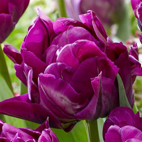 Tulip Saigon Double - 10 Bulbs – Twyla's Flower Farm and Floristry