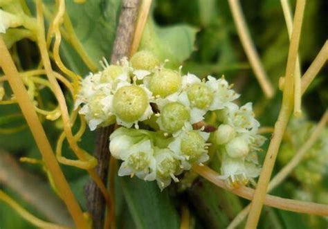 China Dodder Weed Extract Manufacturers Suppliers Factory Customized