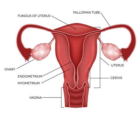 What Is A Venous Plexus With Pictures