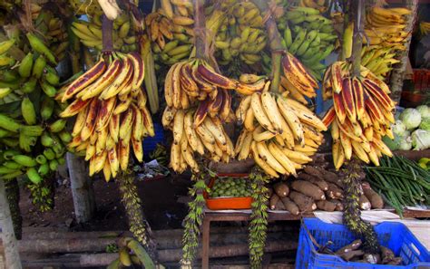 Nendran Banana Live Plant Bountiful Garden Nursery