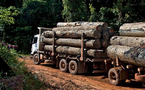 Branching Out Against Illegal Logging Sierra Club
