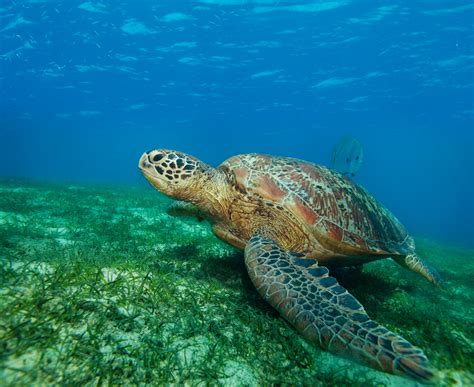 龟 乌龟 游泳 海龟 生物 海洋 海洋生命 海上生活 航海图片下载 觅知网