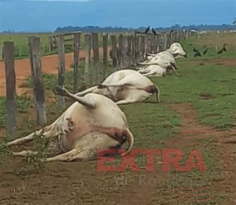 VÍdeo Raio Mata 11 Cabeças De Gado Durante Tempestade Em Cabixi