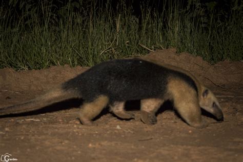 Argentina Nativa Oso Melero Tamandua Tetradactyla