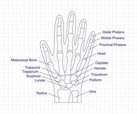 Desenho De Anatomia Dos Ossos Da Mão Humana Caneta No Notebook