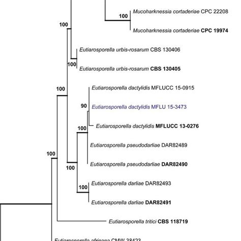 Phylogram Generated From Maximum Parsimony Analysis Of Botryosphaeria Download Scientific