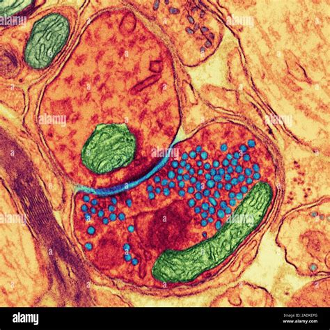 Synapse Coloured Transmission Electron Micrograph Tem Of A Synapse