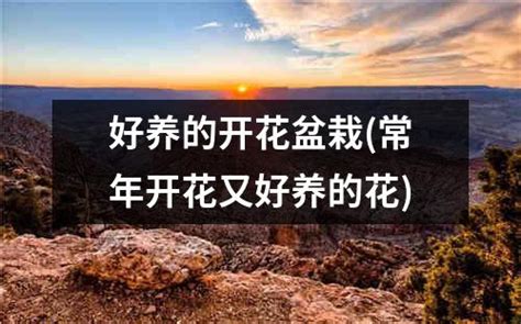 好养的开花盆栽常年开花又好养的花 养花经验