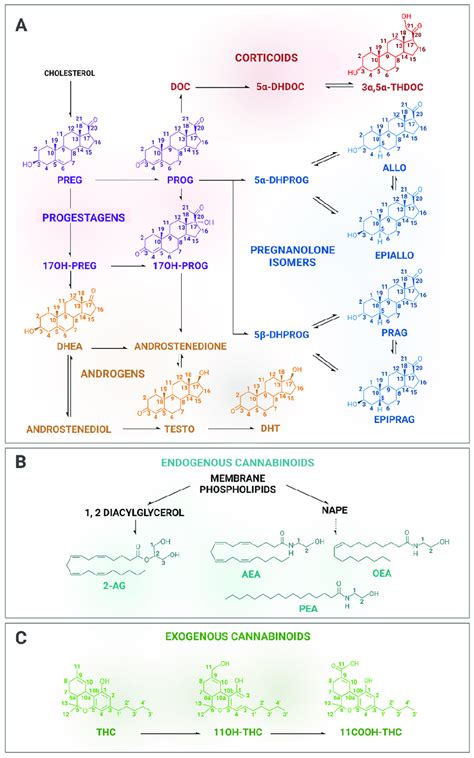 Structures And Metabolic Pathways Of The Targeted Molecules The Download Scientific Diagram